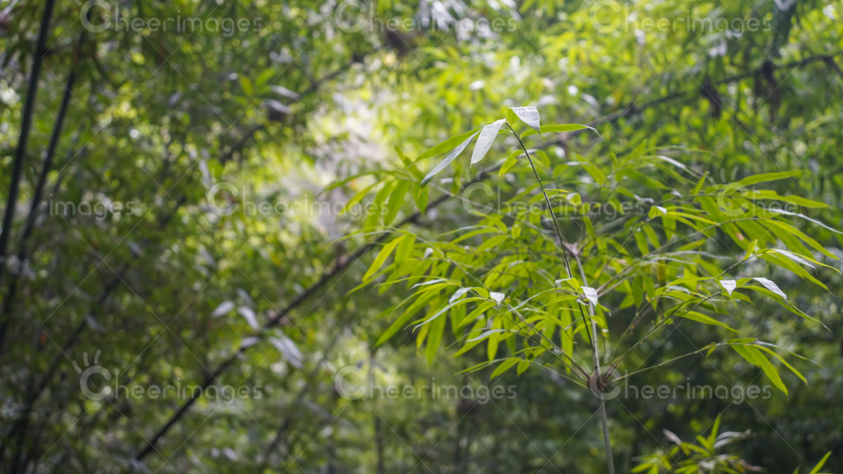Contents｜Shunan Bamboo Forest. Changning County, Yibin City, Sichuan ...